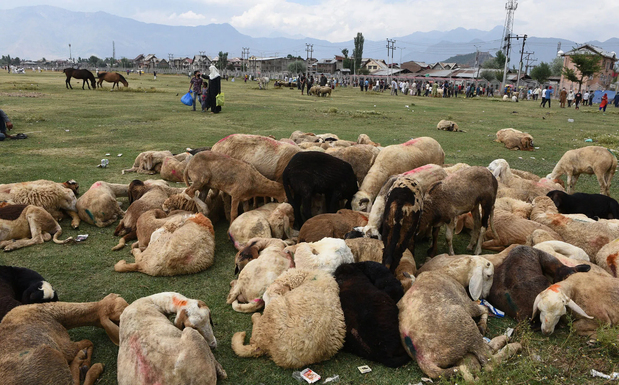 Unfair pricing of sacrificial animals impede fulfilling of religious ...