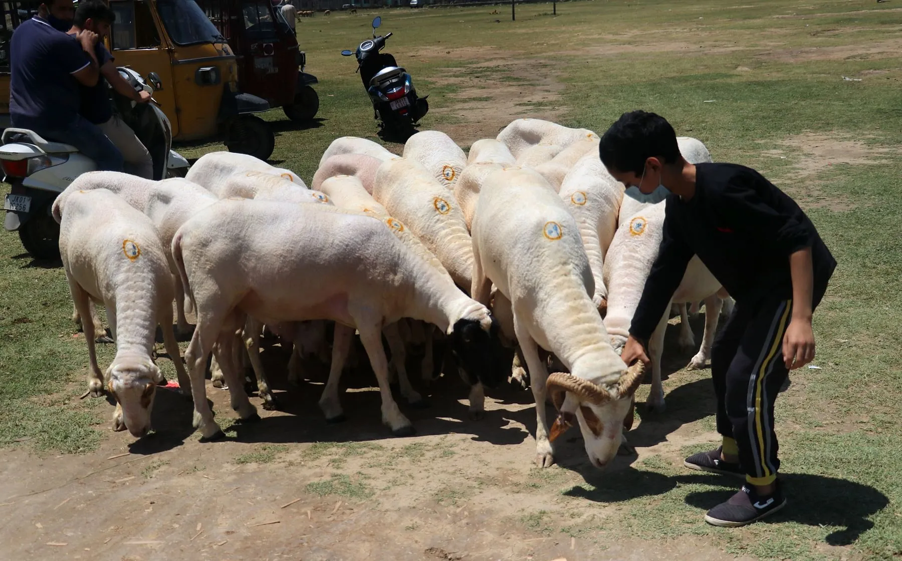 TRANSFORMING J&K | ‘Over 900 sheep farms set up in 2021-22 under ISDS ...