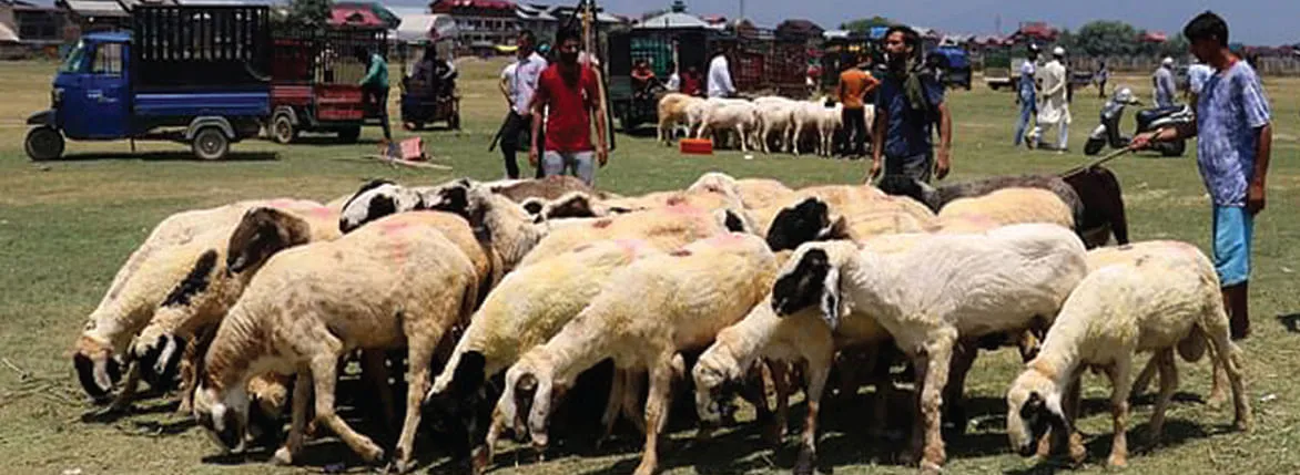 Sheep Farming gains popularity among Young Entrepreneurs in Kashmir ...