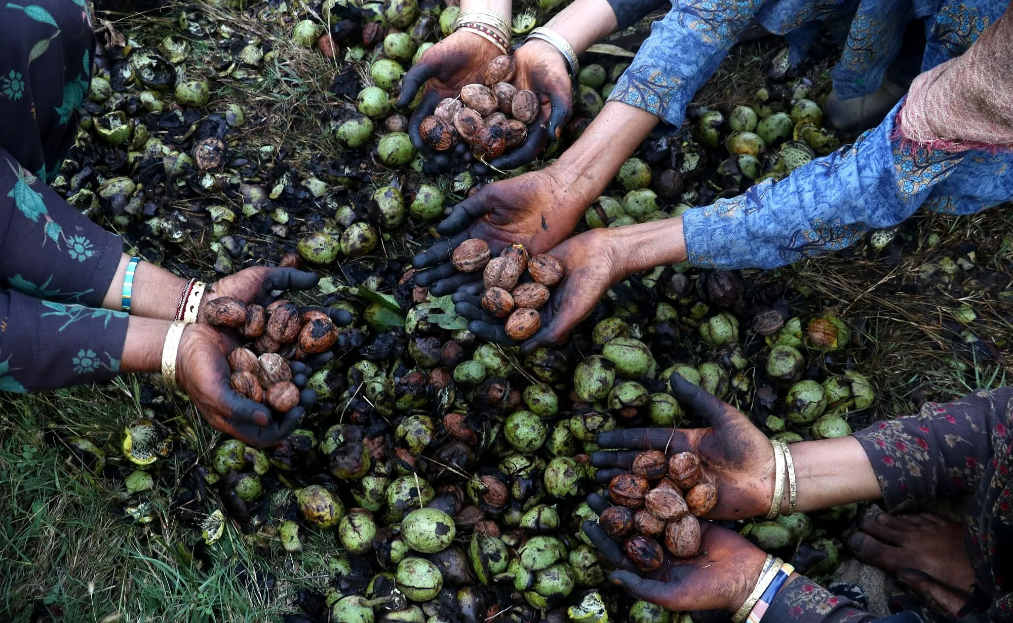 Kashmir’s walnut harvest in full swing amid challenges