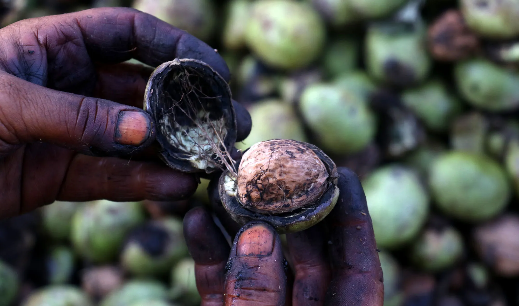 Every fall breaks more than bones in Kashmir’s walnut orchards