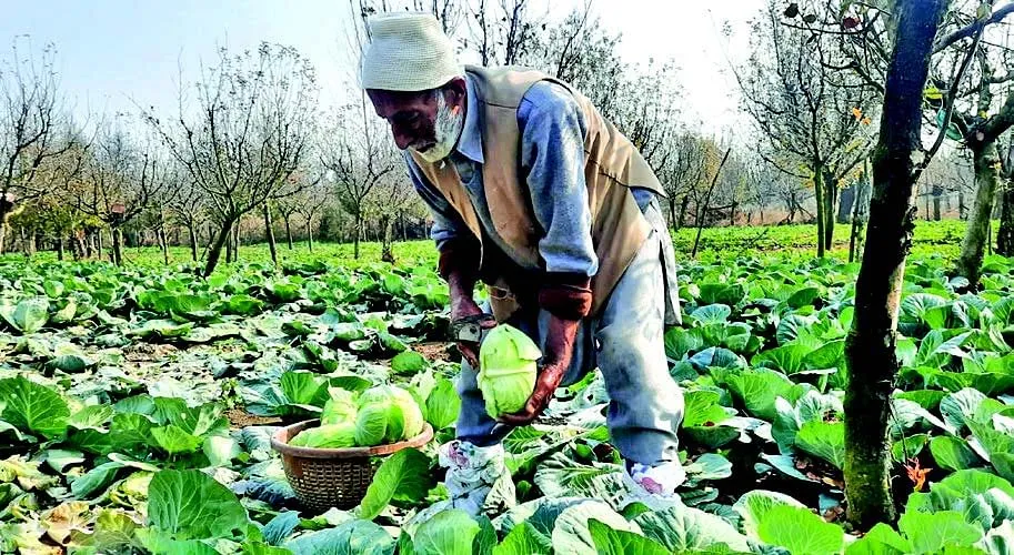 Arampora the vegetable village of Sopore