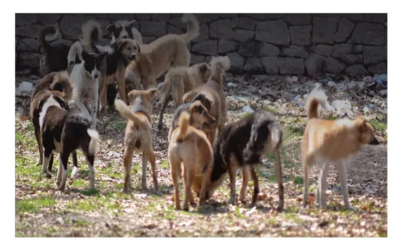 SMC fails to check stray dog menance in Srinagar