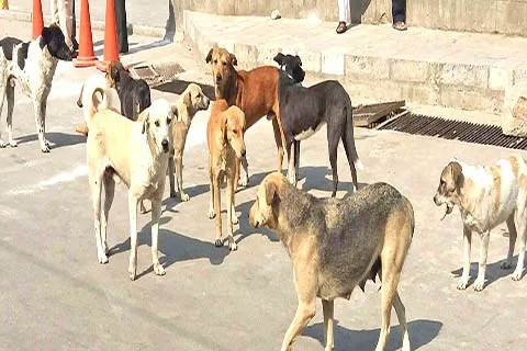 Stray dogs on prowl at Rangreth - Greater Kashmir