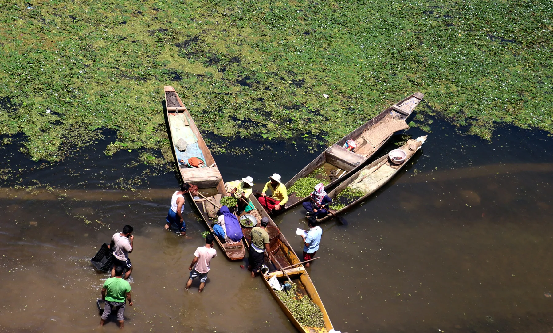 Wular lake sees Lotus bloom again after decades, massive restoration ...
