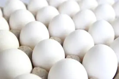EGGCELLENT: All eggs samples from Srinagar test safe