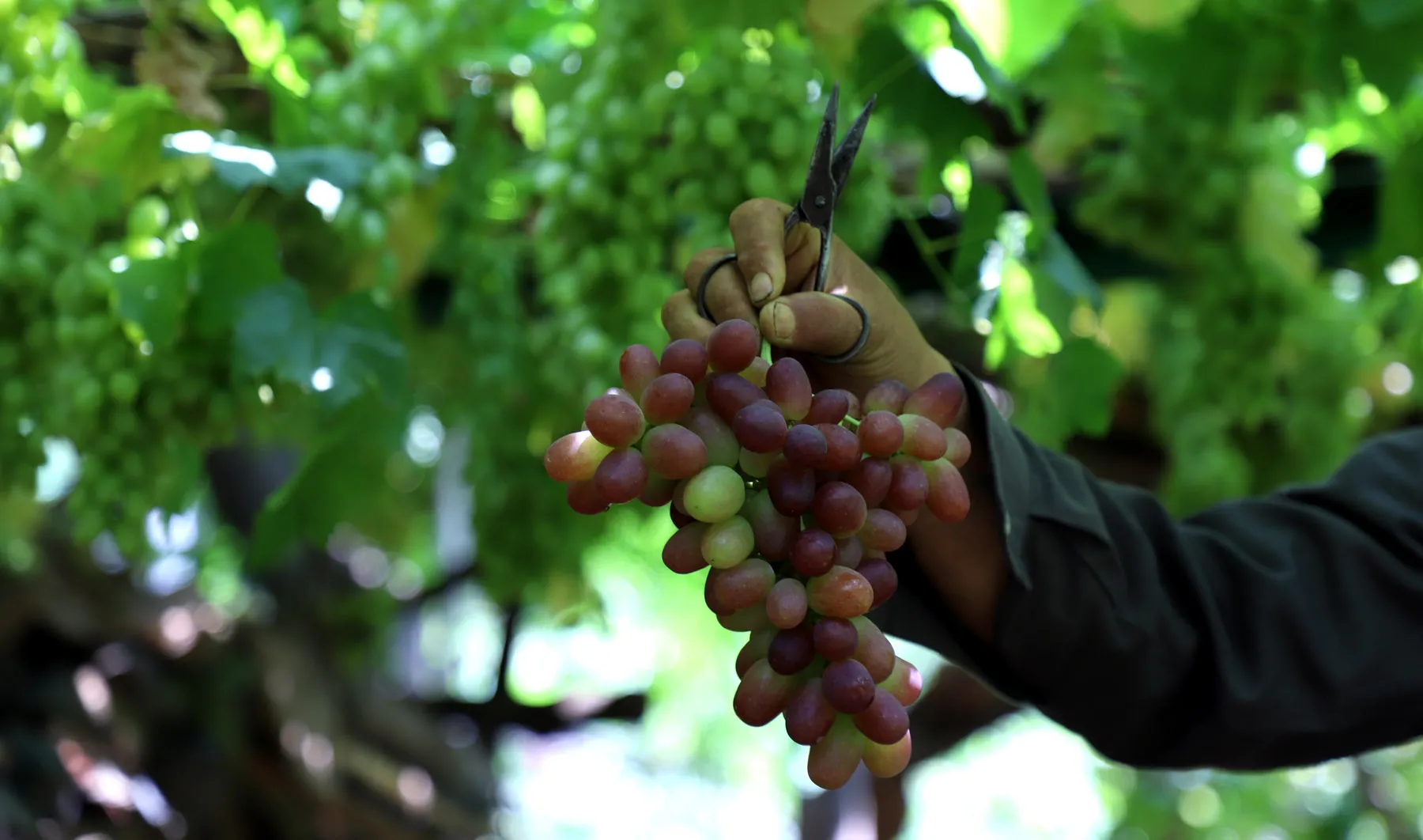Kashmir’s Repora village moves toward pesticide-free grape farming