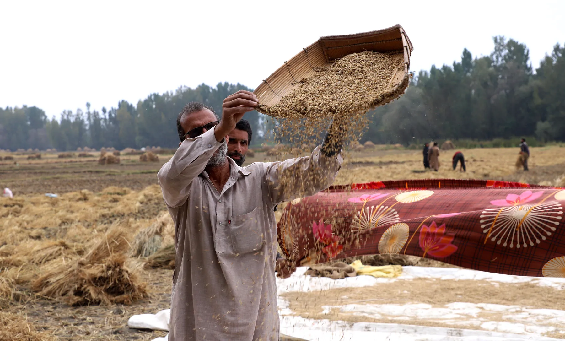 Kashmir farmers say paddy yield down by 40 per cent this year