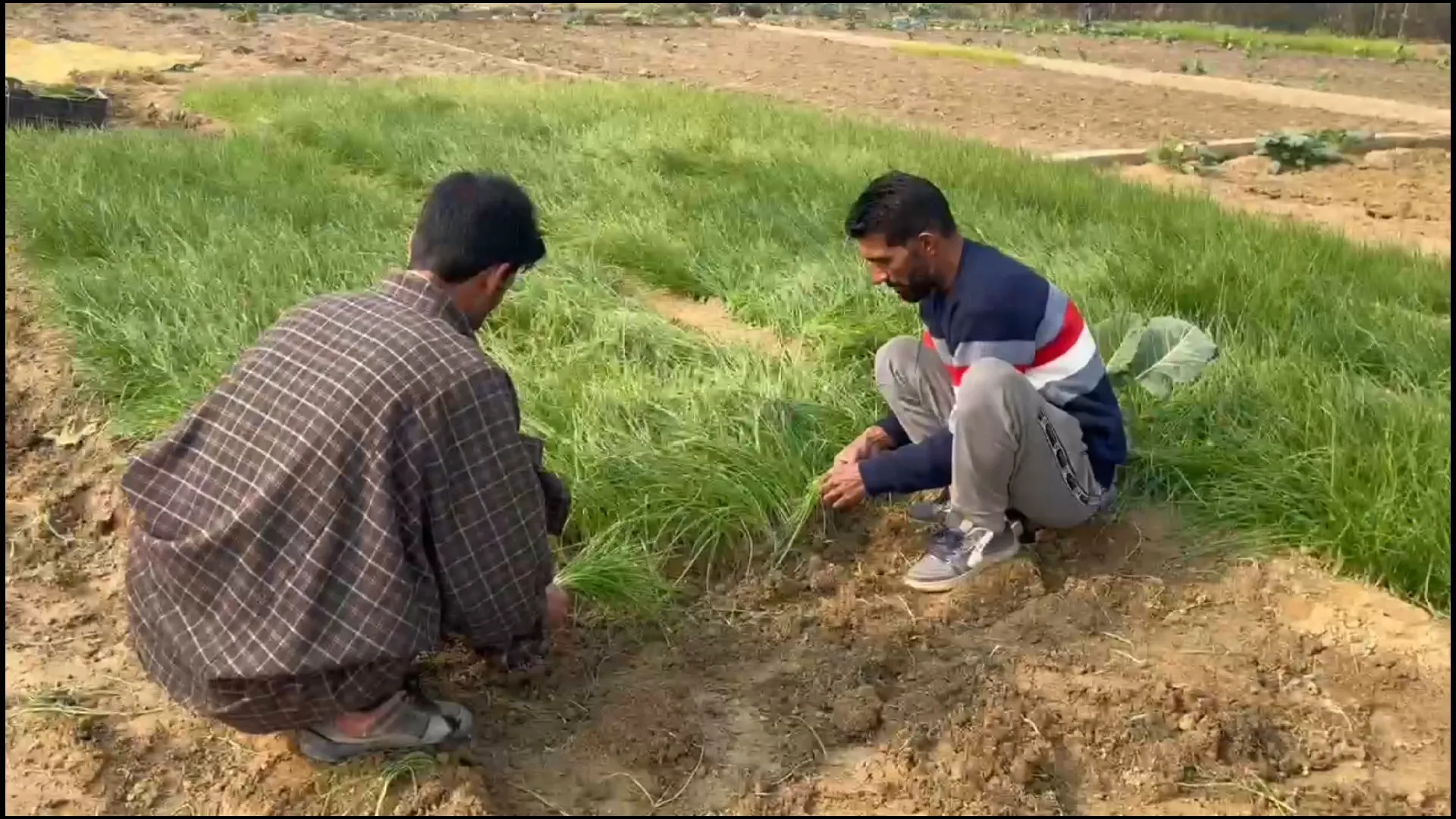 Gund Chal: South Kashmir’s ‘onion’ village