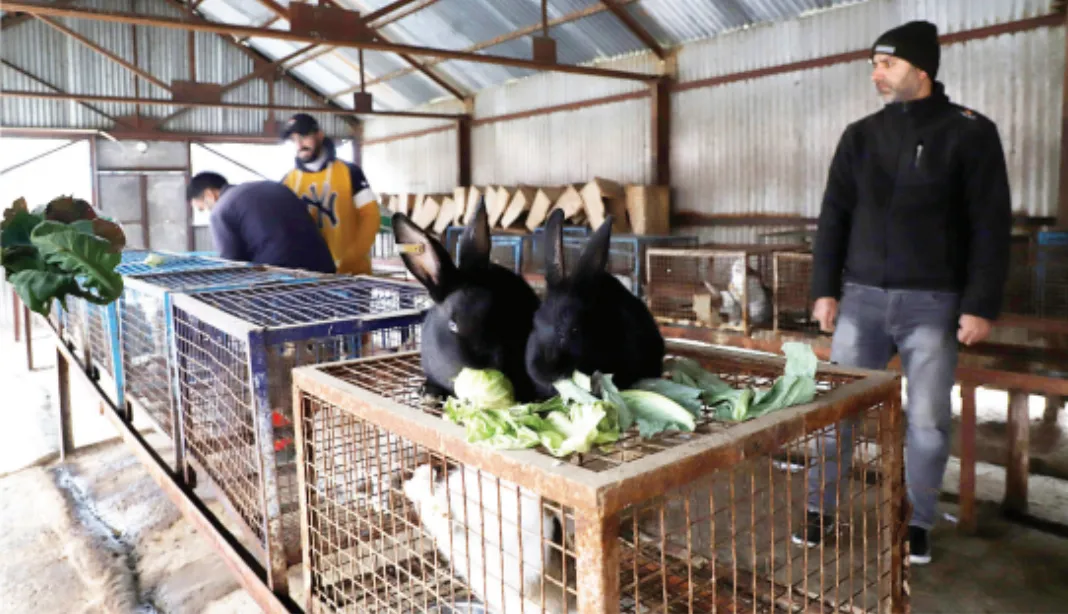 From Fur to Fun: How Kashmir's Angora Rabbit Farm is hopping into pet ...