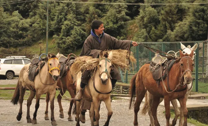 Hotels Cut Jobs as Pony Operators, Cab Drivers Struggle