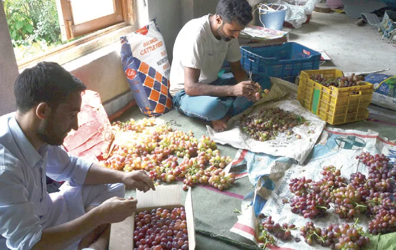 Repora turns purple with bumper grape harvest