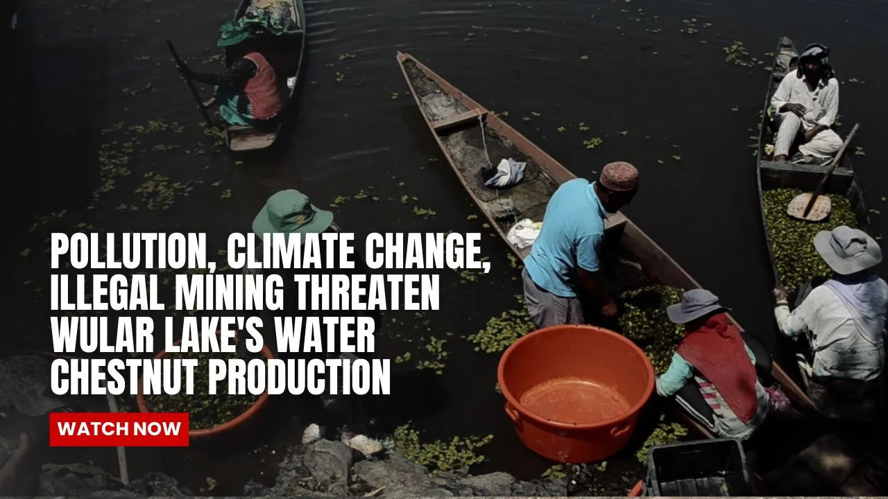 Pollution, climate change, 'illegal mining' threaten water chestnut ...