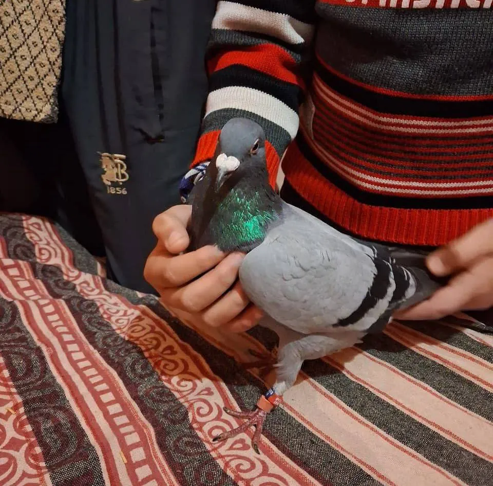 'Suspicious' pigeon caught near Pakistan border in Jammu